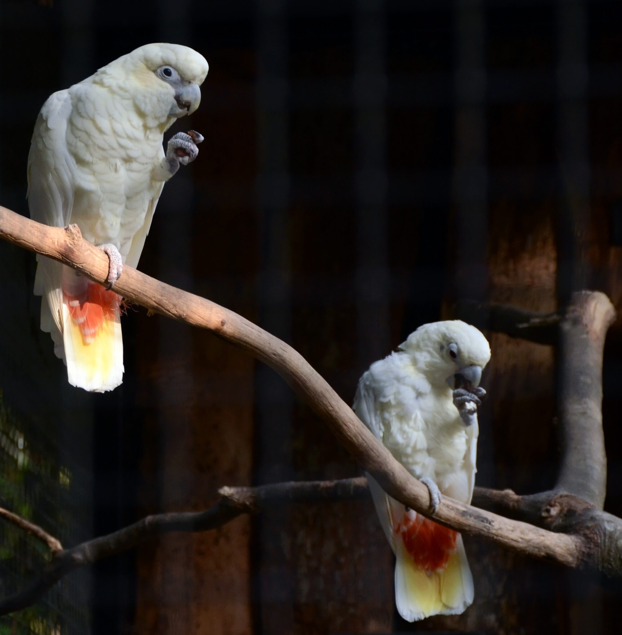 Cacatua haematuropygia – Red-vented Cockatoo – Encyclopedia of Parrots