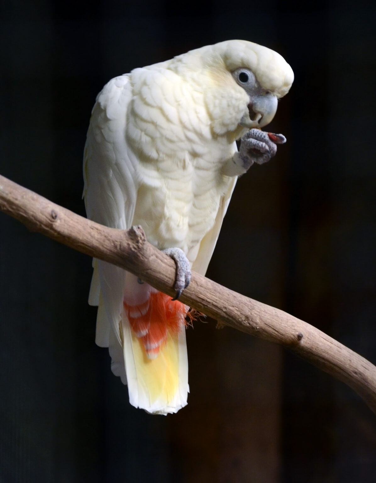Cacatua haematuropygia – Red-vented Cockatoo – Encyclopedia of Parrots