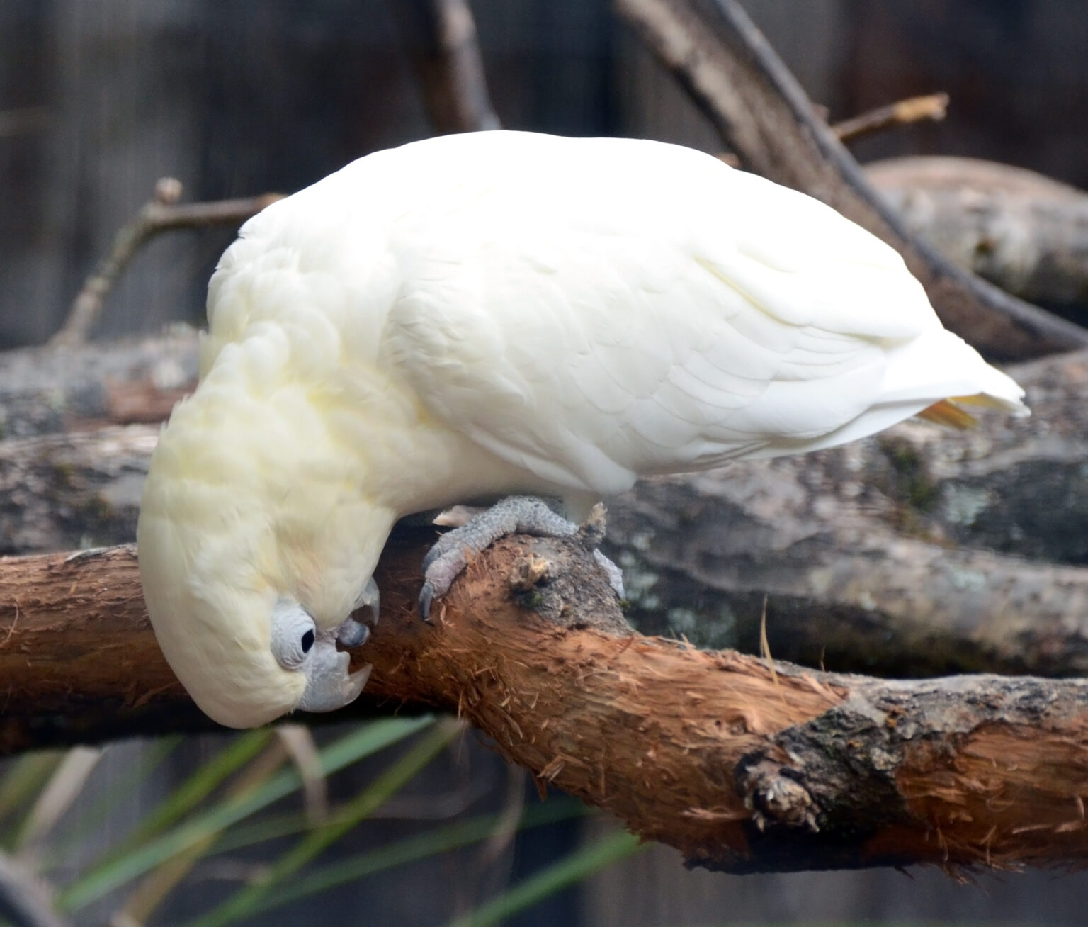 Cacatua haematuropygia – Red-vented Cockatoo – Encyclopedia of Parrots