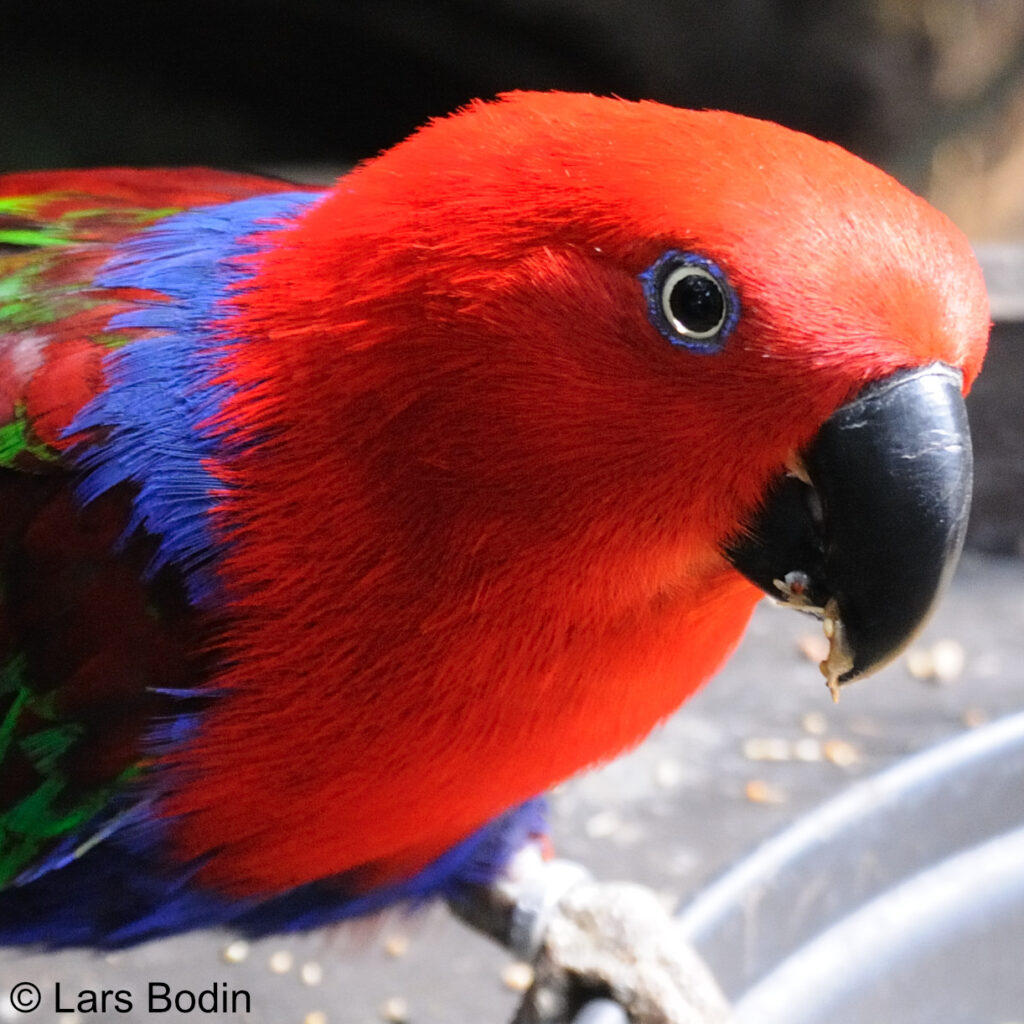 Eclectus – Encyclopedia of Parrots