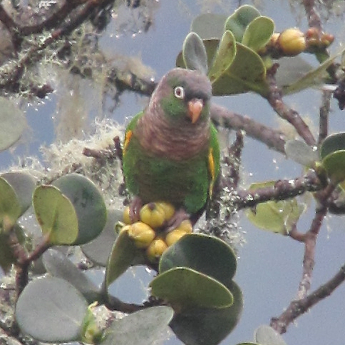 Pyrrhura – Encyclopedia of Parrots