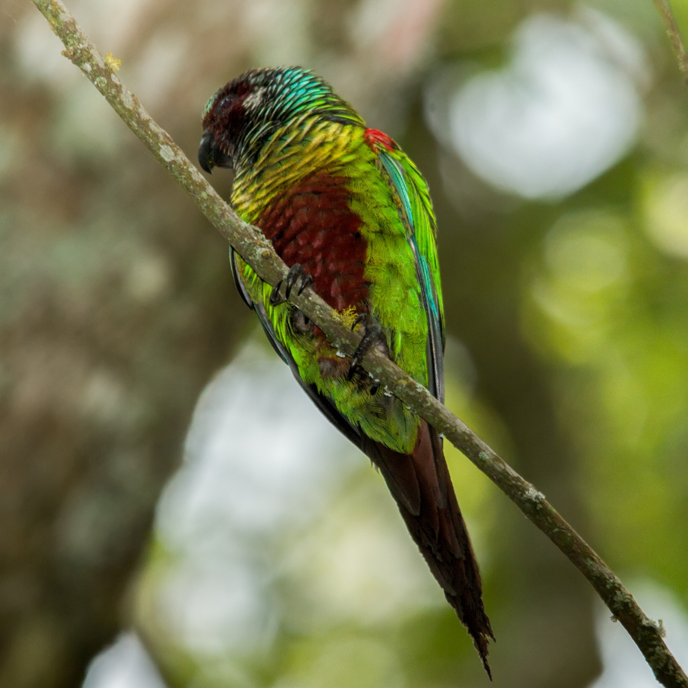 Pyrrhura – Encyclopedia of Parrots