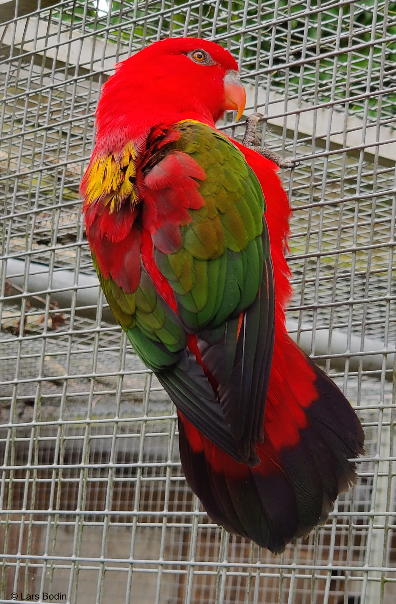 Lorius garrulus – Chattering Lory – Encyclopedia of Parrots