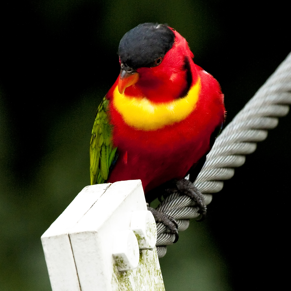 Lorius – Encyclopedia of Parrots