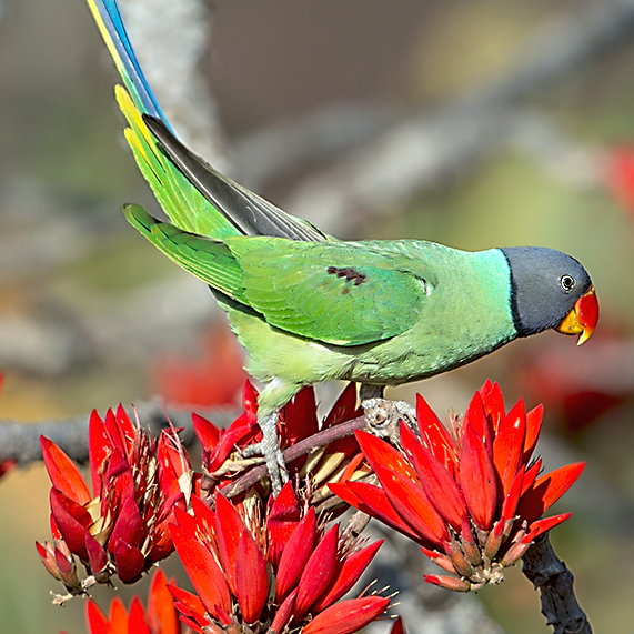 Psittacula – Encyclopedia of Parrots